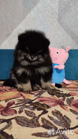 Шпиц