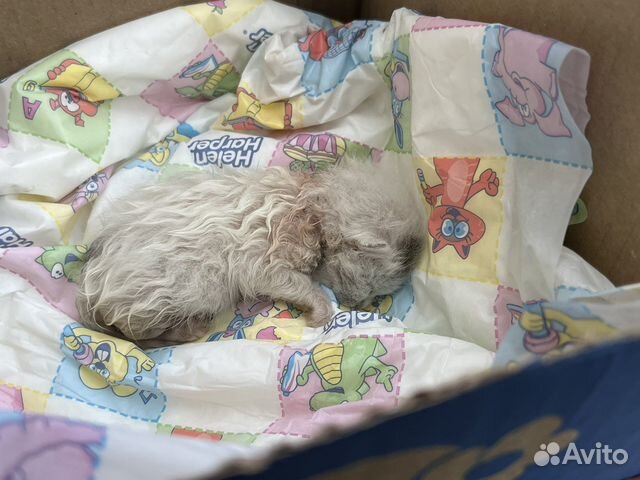 Нашел малыша котенка