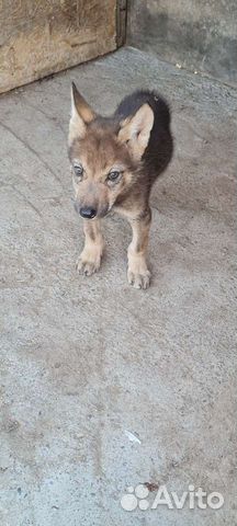 Бесплатно высокопроцентный гибрид волка