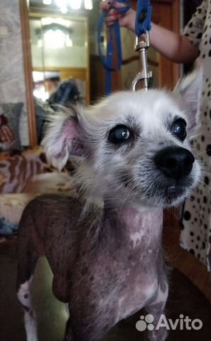 Китайская хохлатая голая