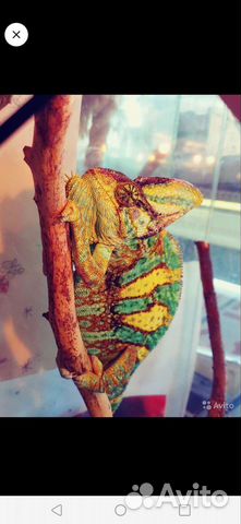 Йеменский хамелеон