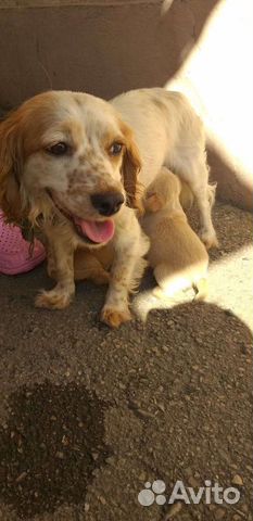 Отдаю щенков