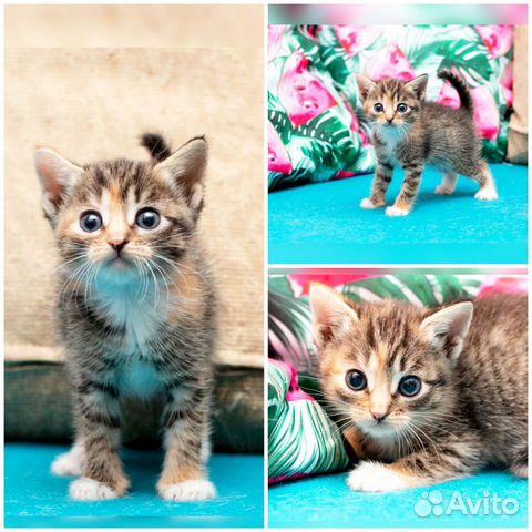 Котёнок, малышка 2 мес, в добрые руки