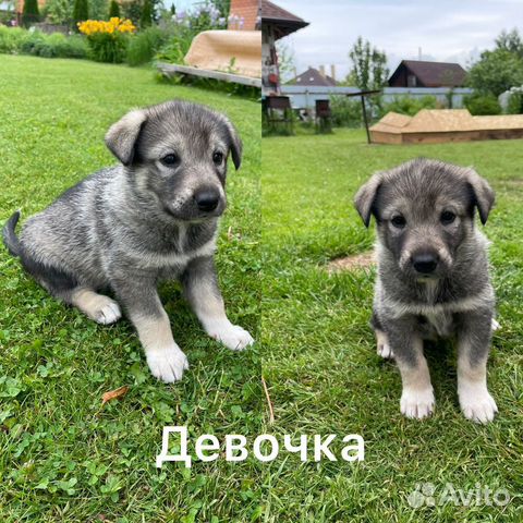 Щенки хаски бесплатно