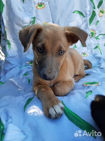 Щенок в добрые руки