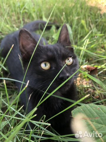 Котятки
