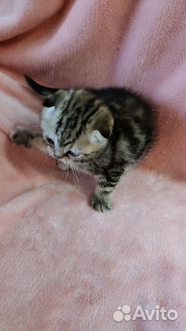 Кошки шотландцы