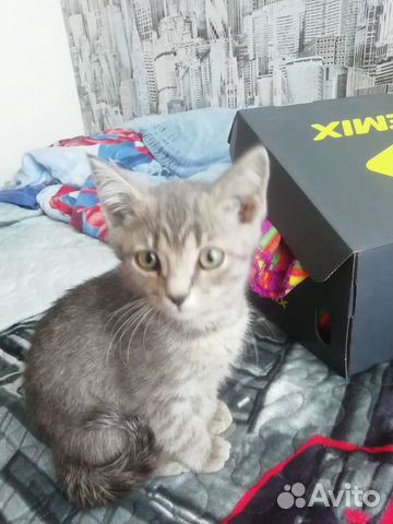 Серый котёнок, отдам в добрые руки