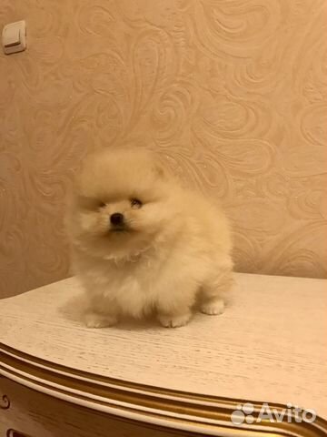 Мини девочка