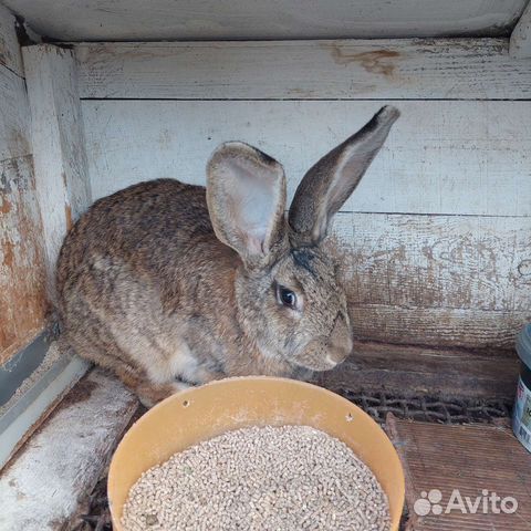 Кролики Фландеры