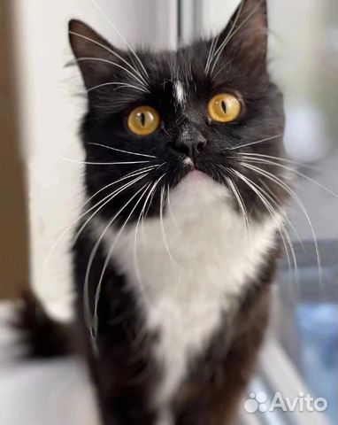 Кошечка Тыковка в добрые руки