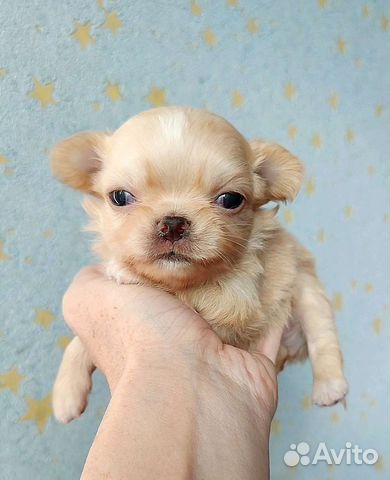 Эксклюзивушка