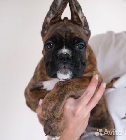 Тигровая красавица