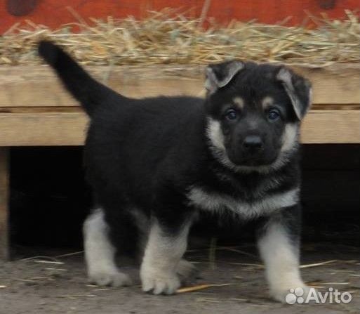 Немецкая охрана- умные овчарки