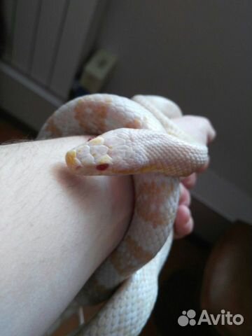 Змея маисовый полоз