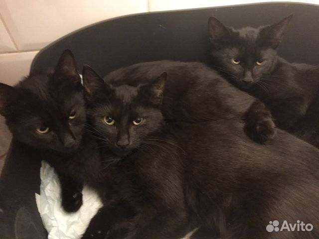 Кошки
