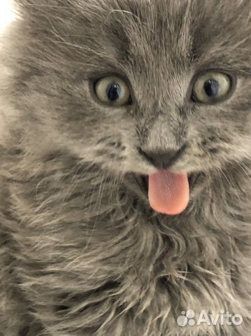 Котик 1.5 мес