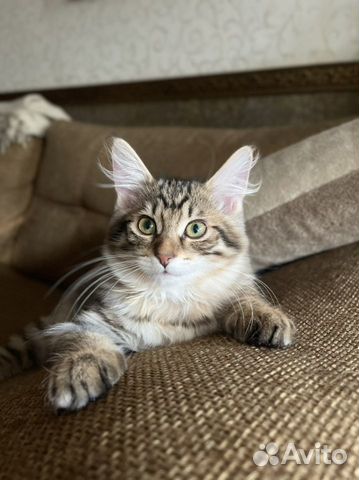 Котенок курильского бобтейла