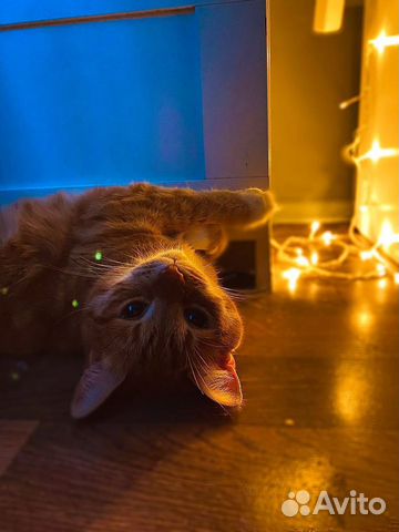 Молодая девочка Веста