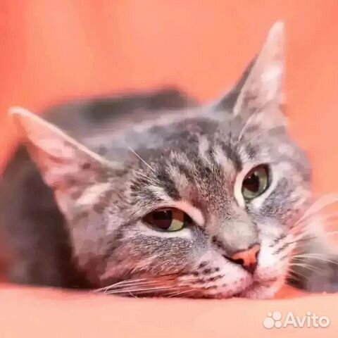 Мишелька и её грусть