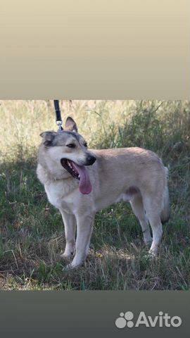 Добрый и ласковый в добрые и ласковые руки