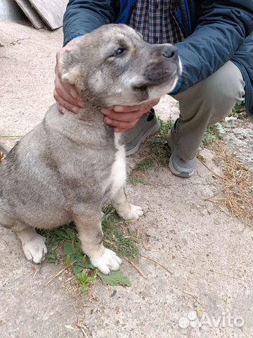 Турецкий кангал,2д,2м,привиты,цена 25000