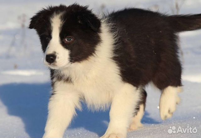 Бордер колли