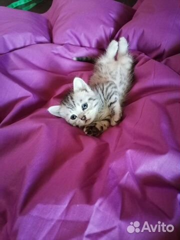 Шотландские котята