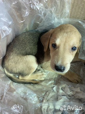 Русская гончая