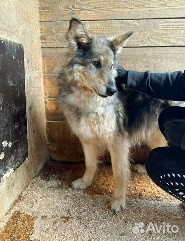 Собака всю жизнь взаперти, никому не нужен