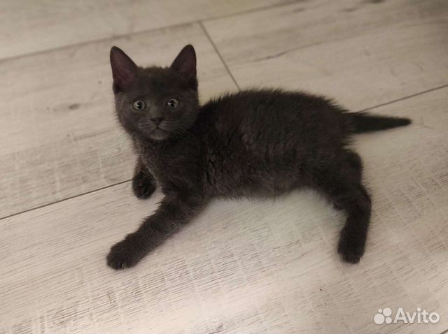Дымчатый котенок девочка в дар 1,5 мес