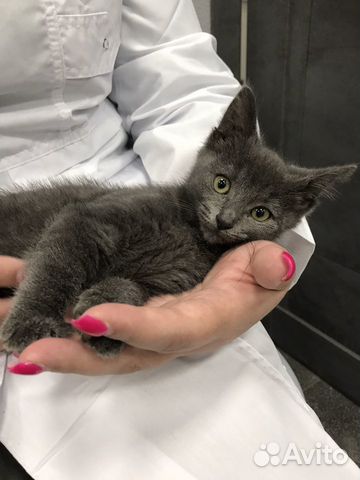 Котенок ищет дом