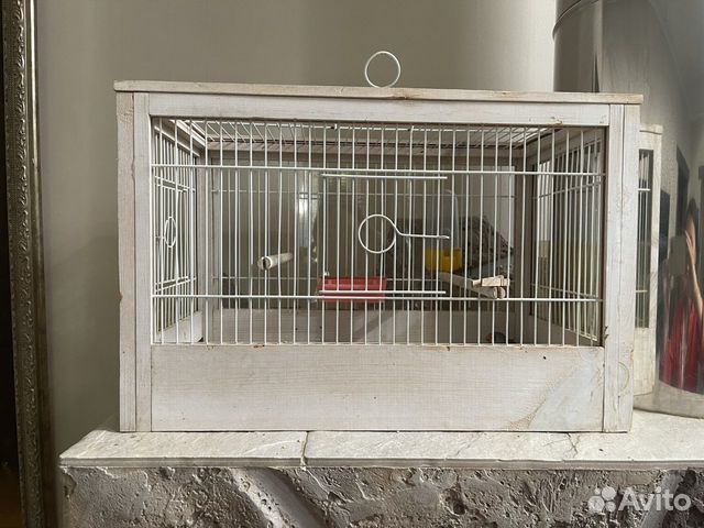 Дизайнерская клетка с амадинкой