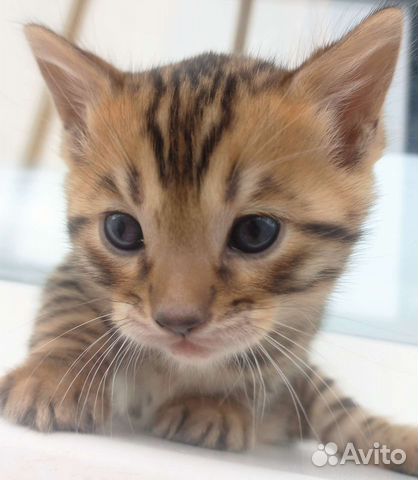 Бенгальские чистопородные котята