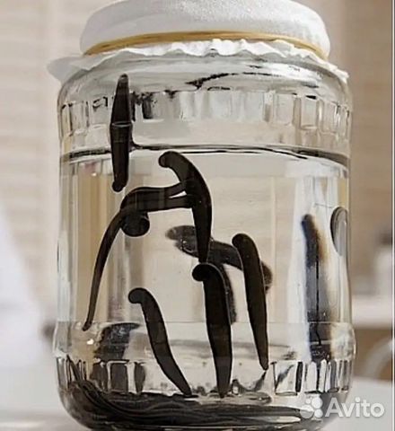 Восточные медецинские пиявки