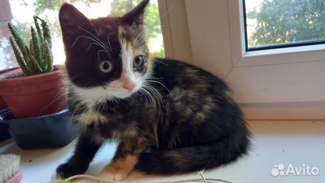 Ласковая котенок трехцветка