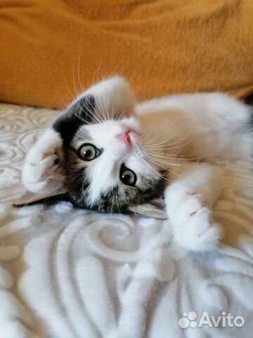 Кошка в дар бесплатно