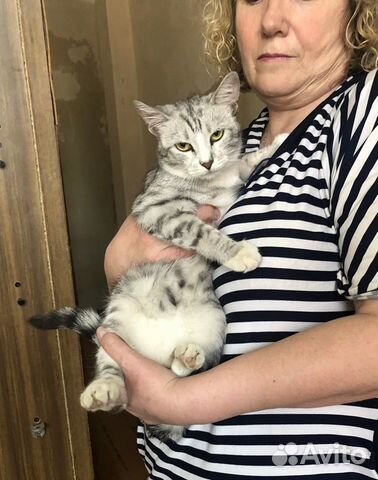Кошка