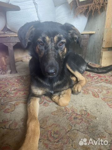 Немецкая овчарка