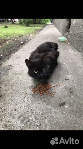 Брошенный ласковый кот