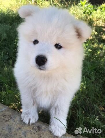 Самоедская лайка. Девочка. Рождена 2 мая от