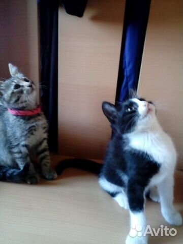 Котята в добрые руки бесплатно