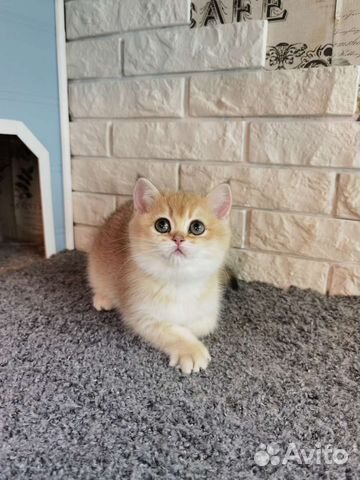 Британская золотая пуговка