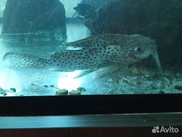 Сомы перевертыши