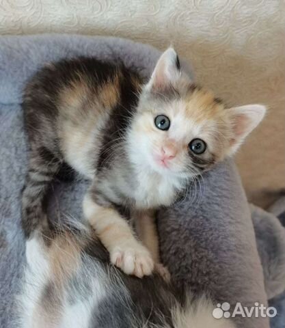 Котенок ищет дом