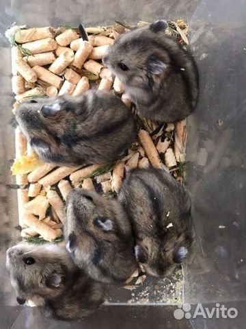 Джунгарский хомяк