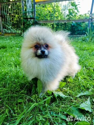Померанский шпиц мини