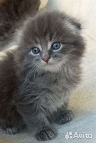 Вислоухие котята