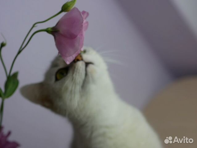 Скоттиш страйт кошка для разведения