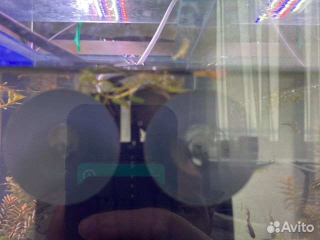 Улитки неретина зебра 3 шт